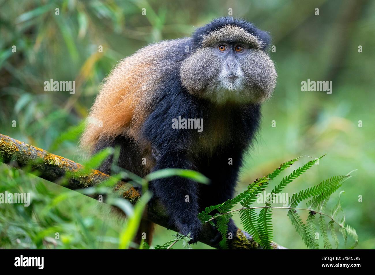Rwanda, Volcanoes National Park. Golden Monkey (Cercopithecus kandti ...
