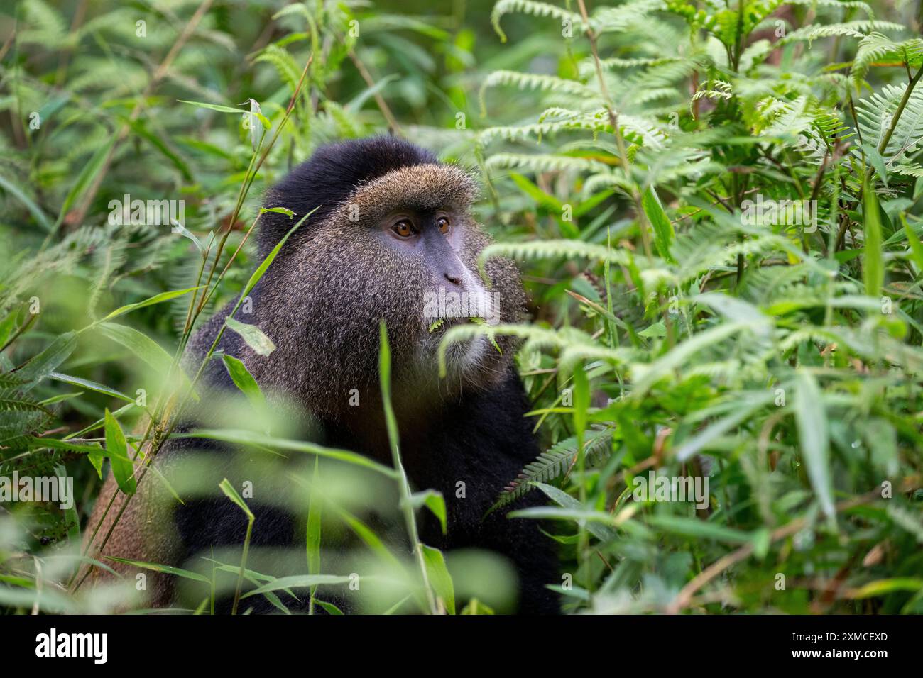 Rwanda, Volcanoes National Park. Golden Monkey (Cercopithecus kandti ...