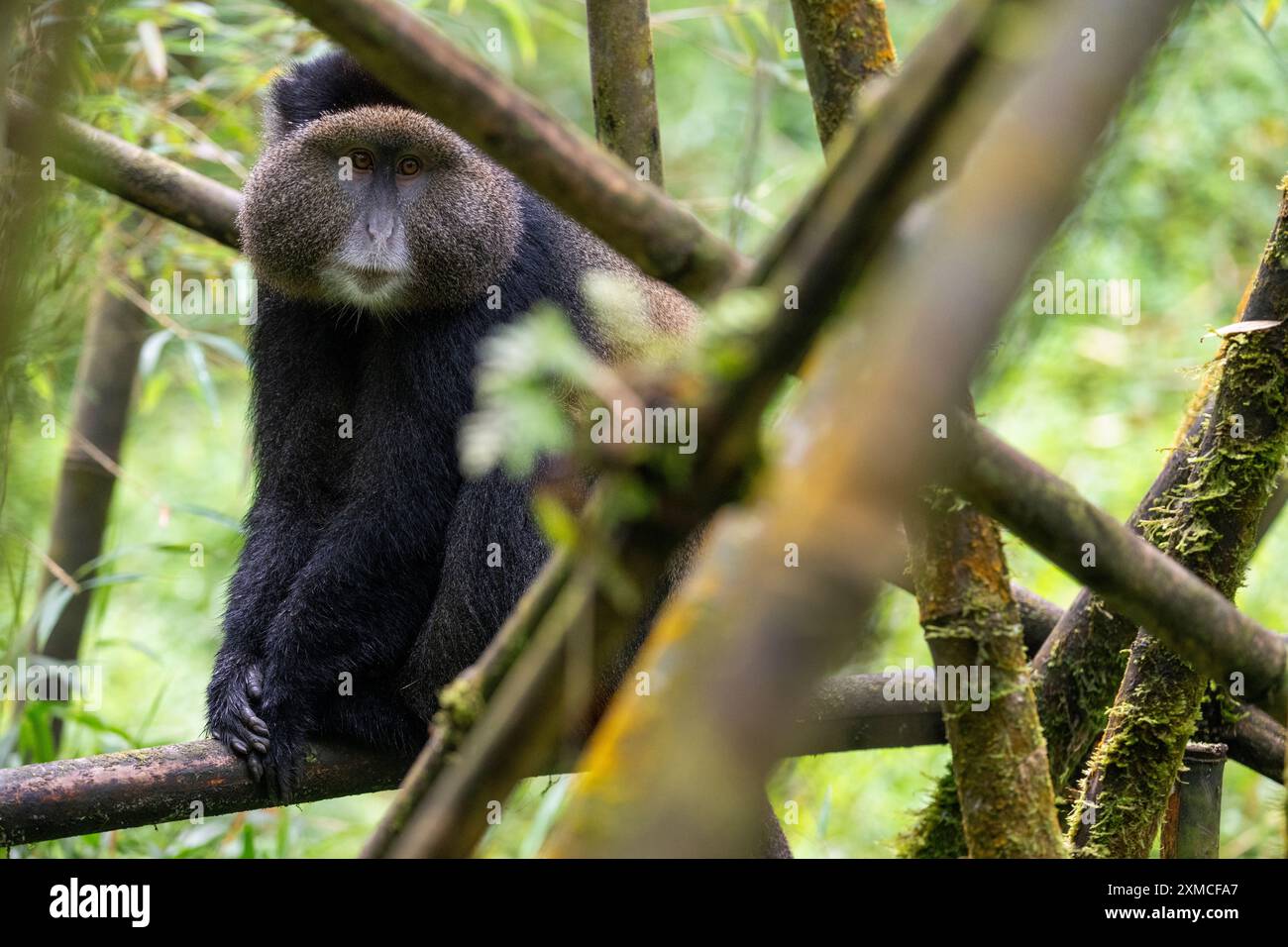Rwanda, Volcanoes National Park. Golden Monkey (Cercopithecus kandti ...
