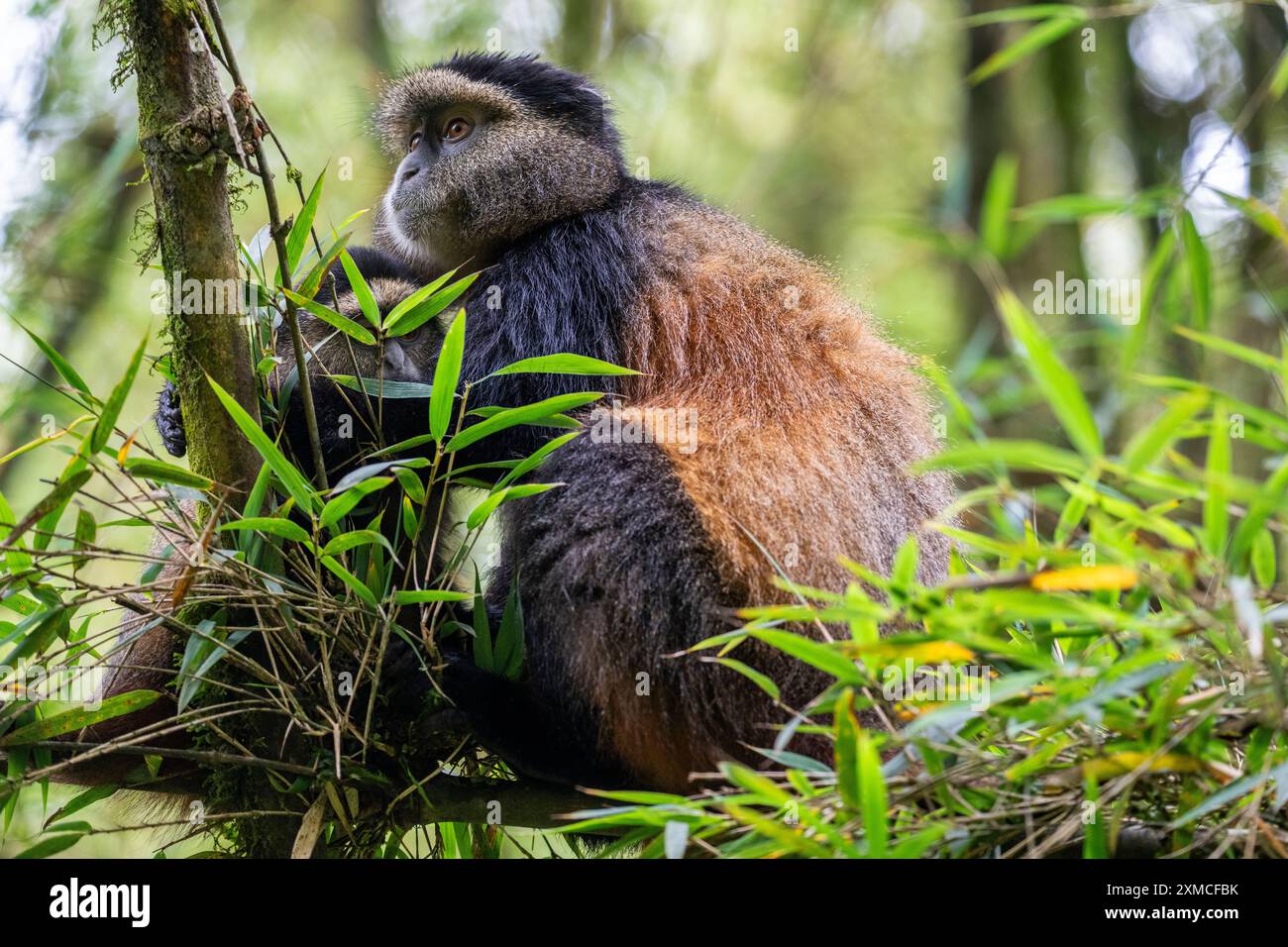 Rwanda, Volcanoes National Park. Golden Monkey mother with baby ...