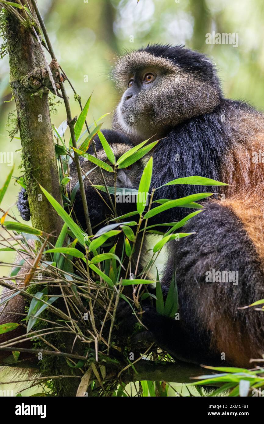 Rwanda, Volcanoes National Park. Golden Monkey mother with baby ...
