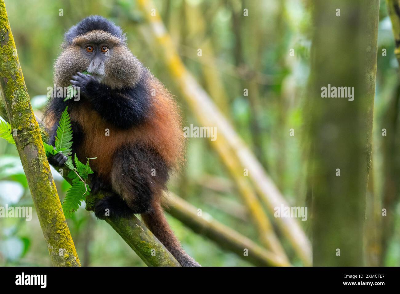 Rwanda, Volcanoes National Park. Golden Monkey (Cercopithecus kandti ...