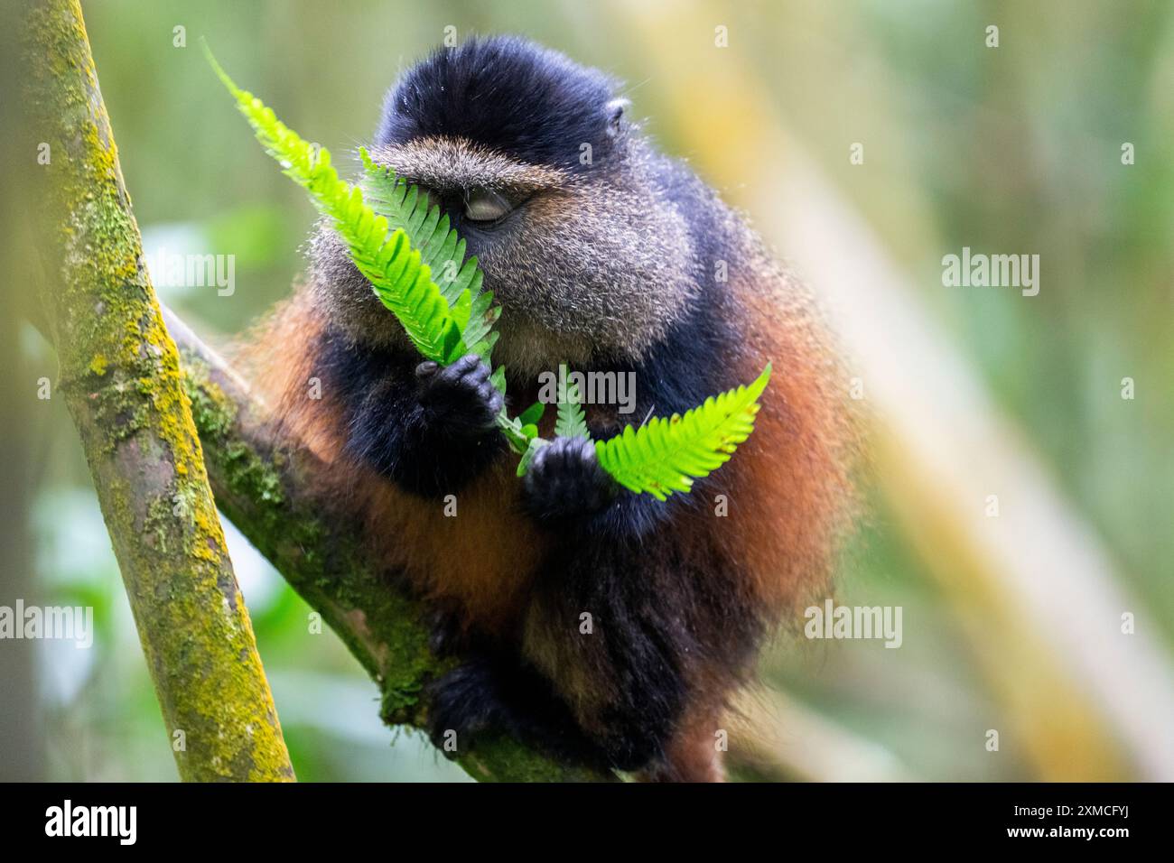 Rwanda, Volcanoes National Park. Golden Monkey eating fern ...