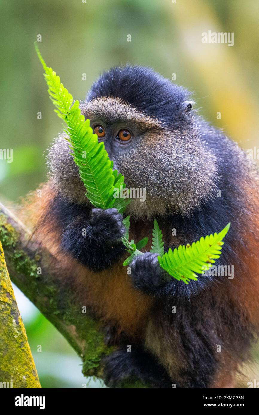 Rwanda, Volcanoes National Park. Golden Monkey eating fern ...