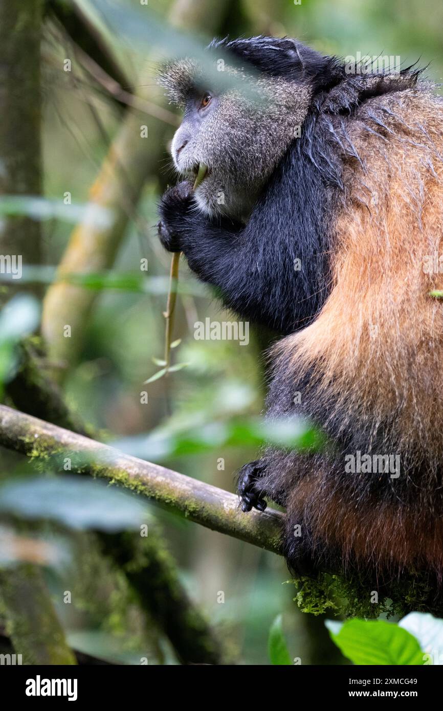 Rwanda, Volcanoes National Park. Golden Monkey (Cercopithecus kandti ...