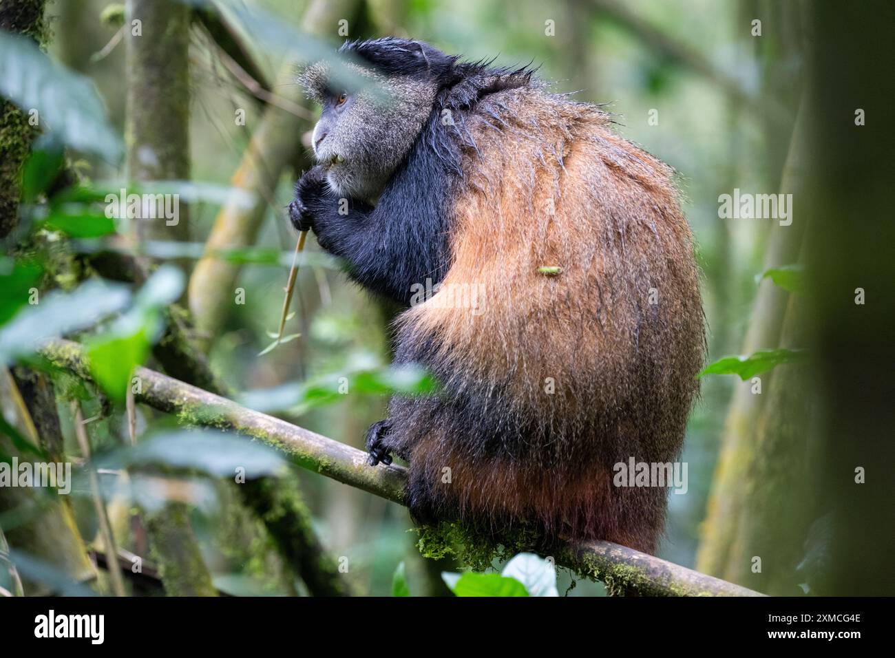 Rwanda, Volcanoes National Park. Golden Monkey (Cercopithecus kandti ...