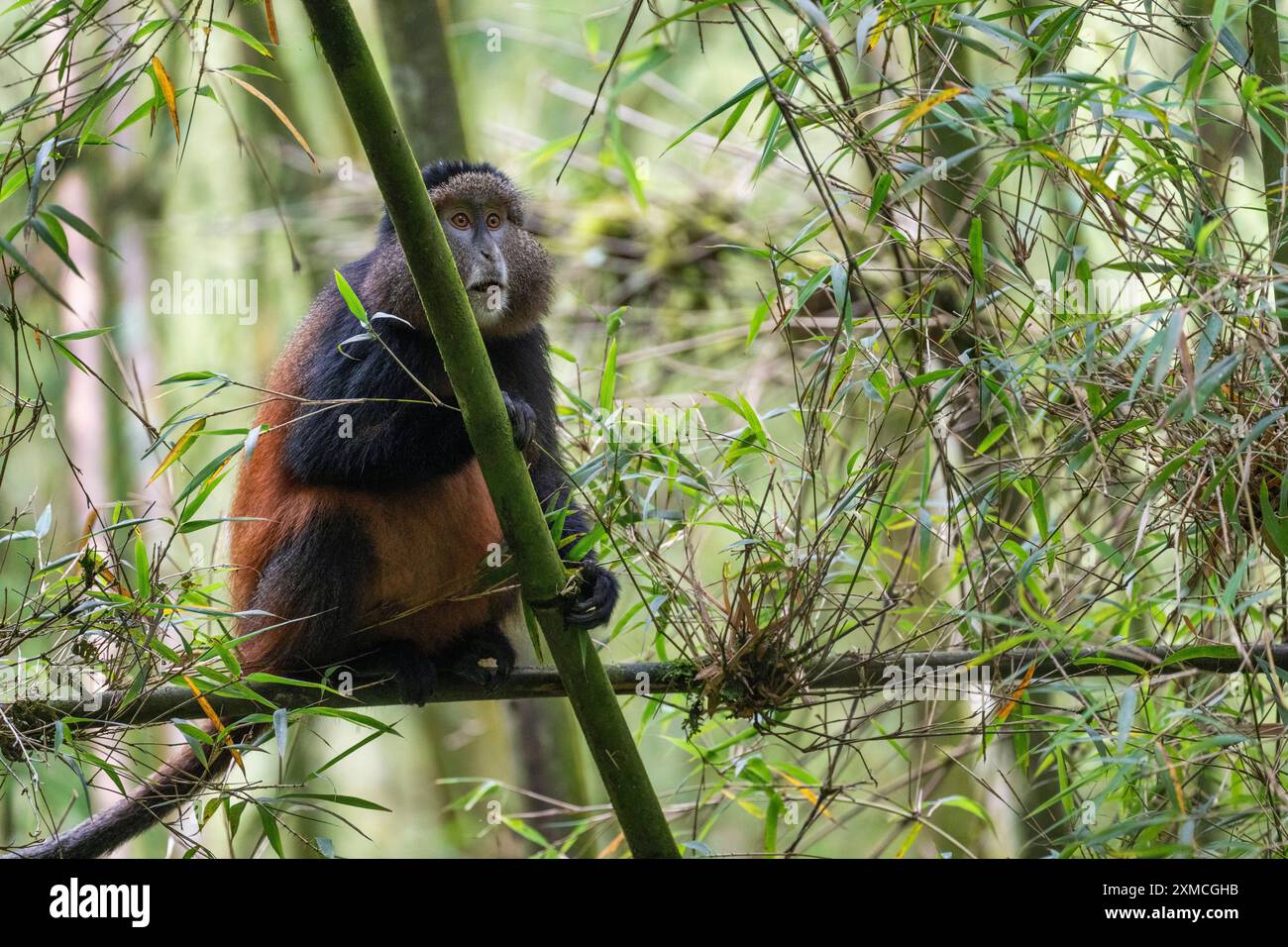Rwanda, Volcanoes National Park. Golden Monkey (Cercopithecus kandti ...