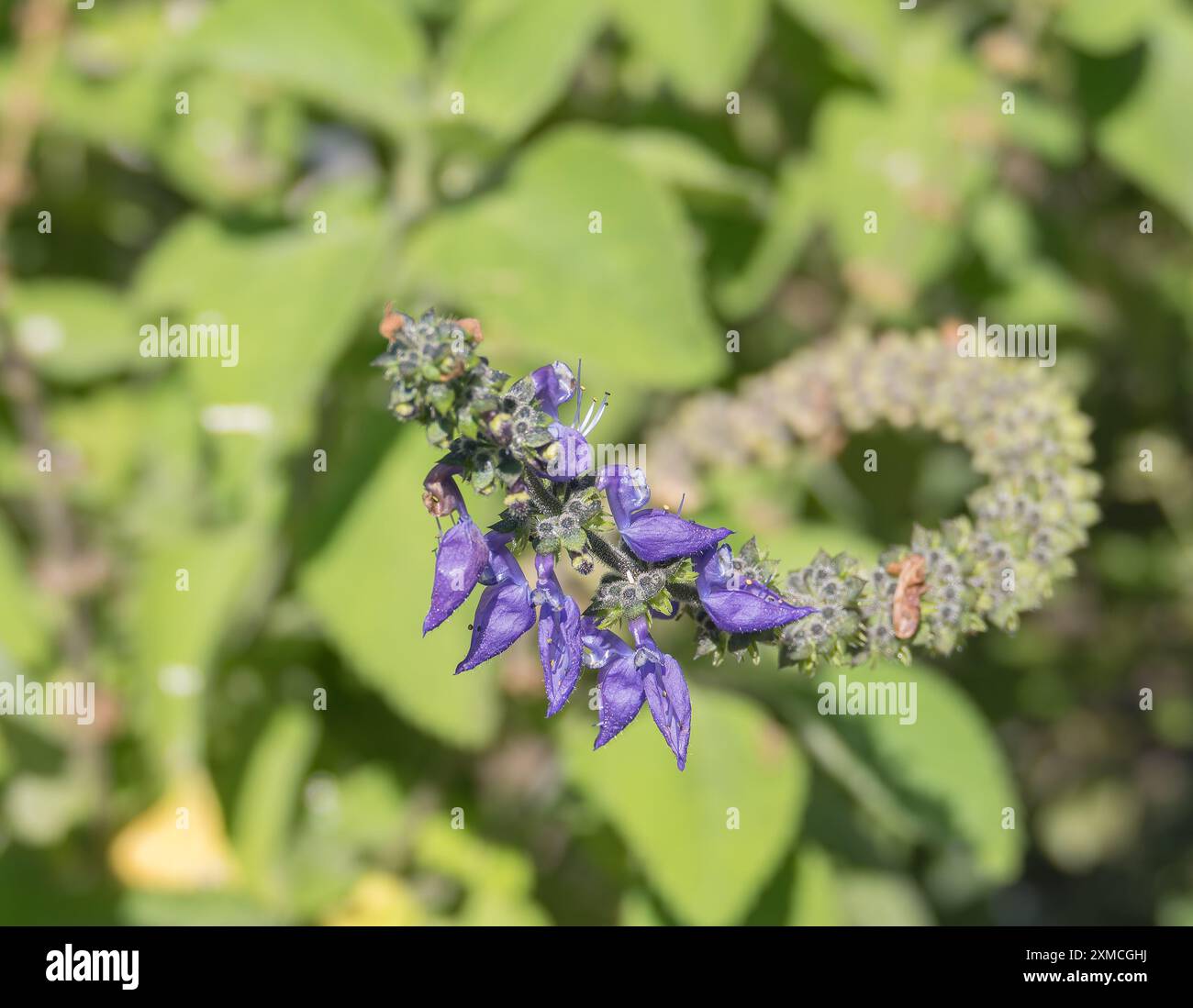 Abyssinian coleus hi-res stock photography and images - Alamy