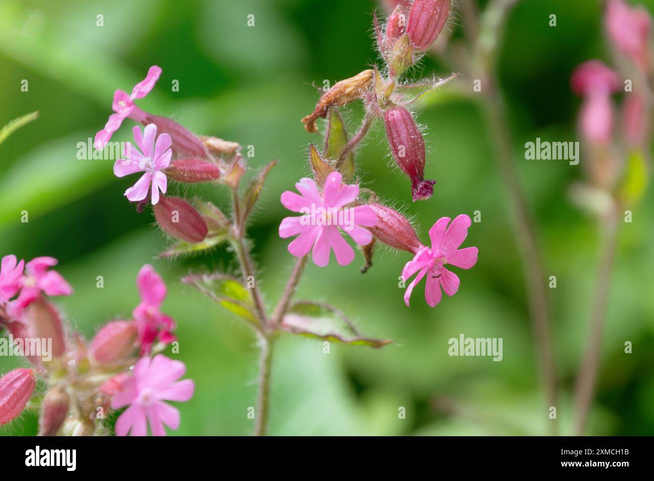 Beautiful pink Silene dioica flowers, close-up. red campion, red ...