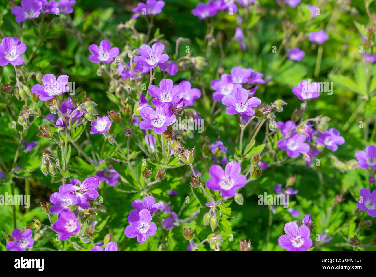 Beautiful purple flowers of Geranium sylvaticum, close-up. the wood ...