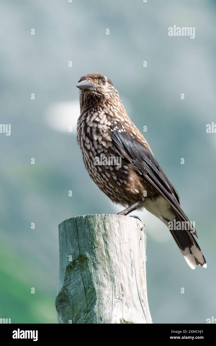 The spotted nutcracker, Eurasian nutcracker, simply nutcracker ...