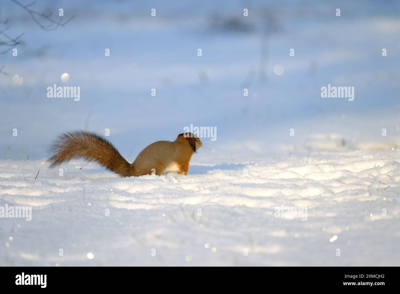 A red squirrel (Sciurus vulgaris) shaking the snow off its ears Stock ...