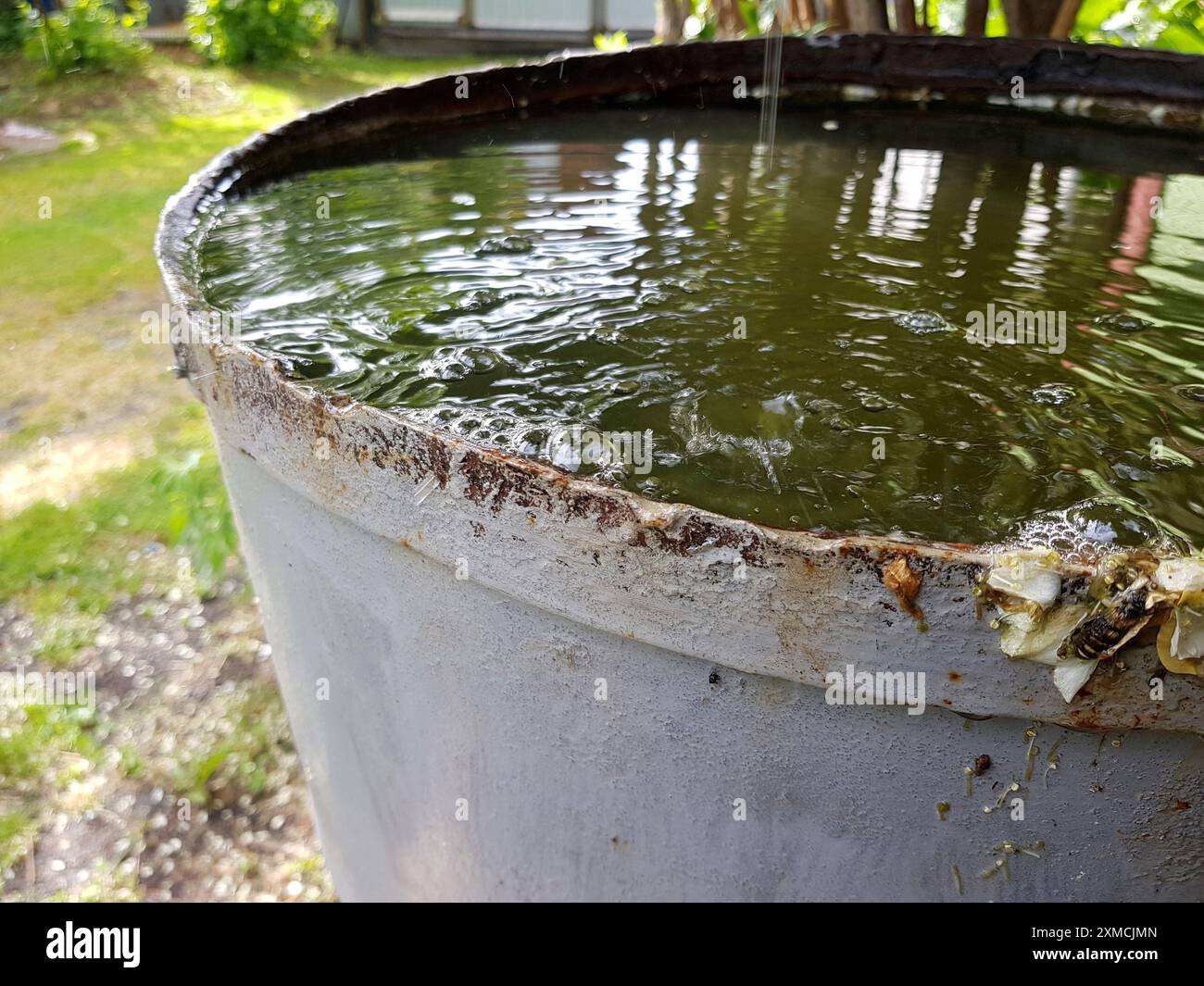 An old rusty metal barrel filled with rainwater and debris in a ...