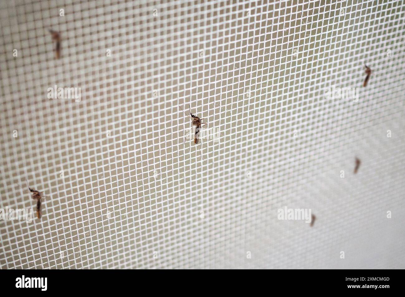 many mosquitoes on insect net wire screen close up on house window ...
