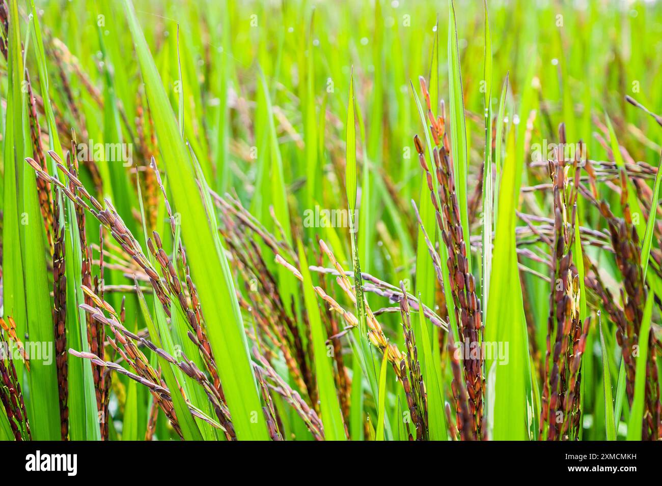 riceberry plant in green organic rice paddy field Stock Photo - Alamy