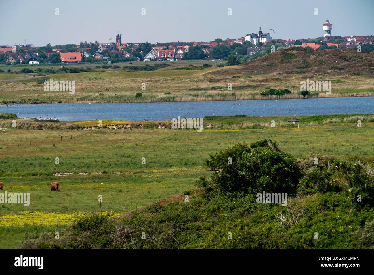 North Sea island Langeoog, early summer, dune landscape in the centre ...