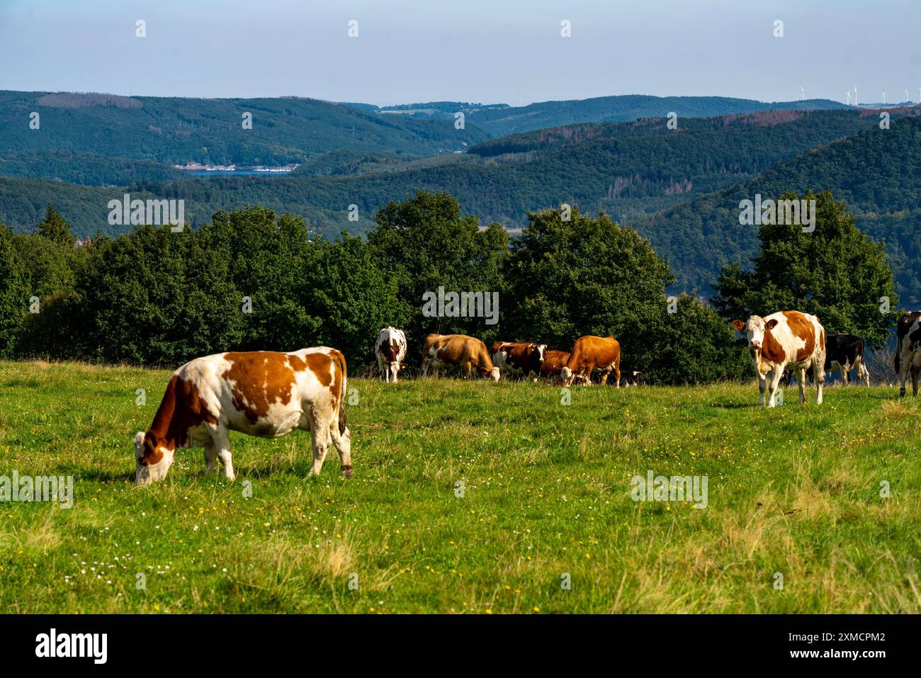 Landscape above the village of Woffelsbach, cattle pasture, view to the ...