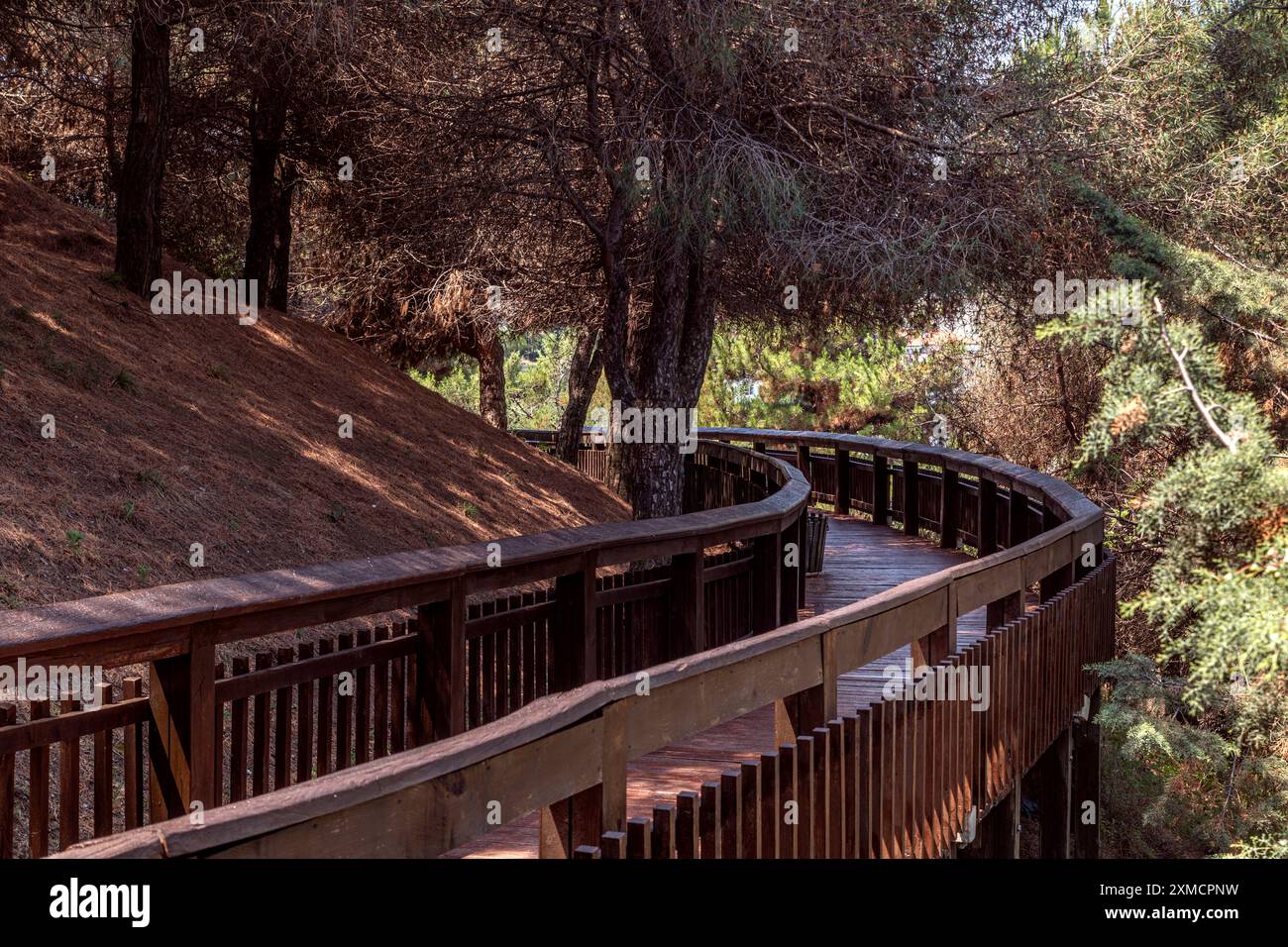 Walking among trees pine forest hi-res stock photography and images - Alamy