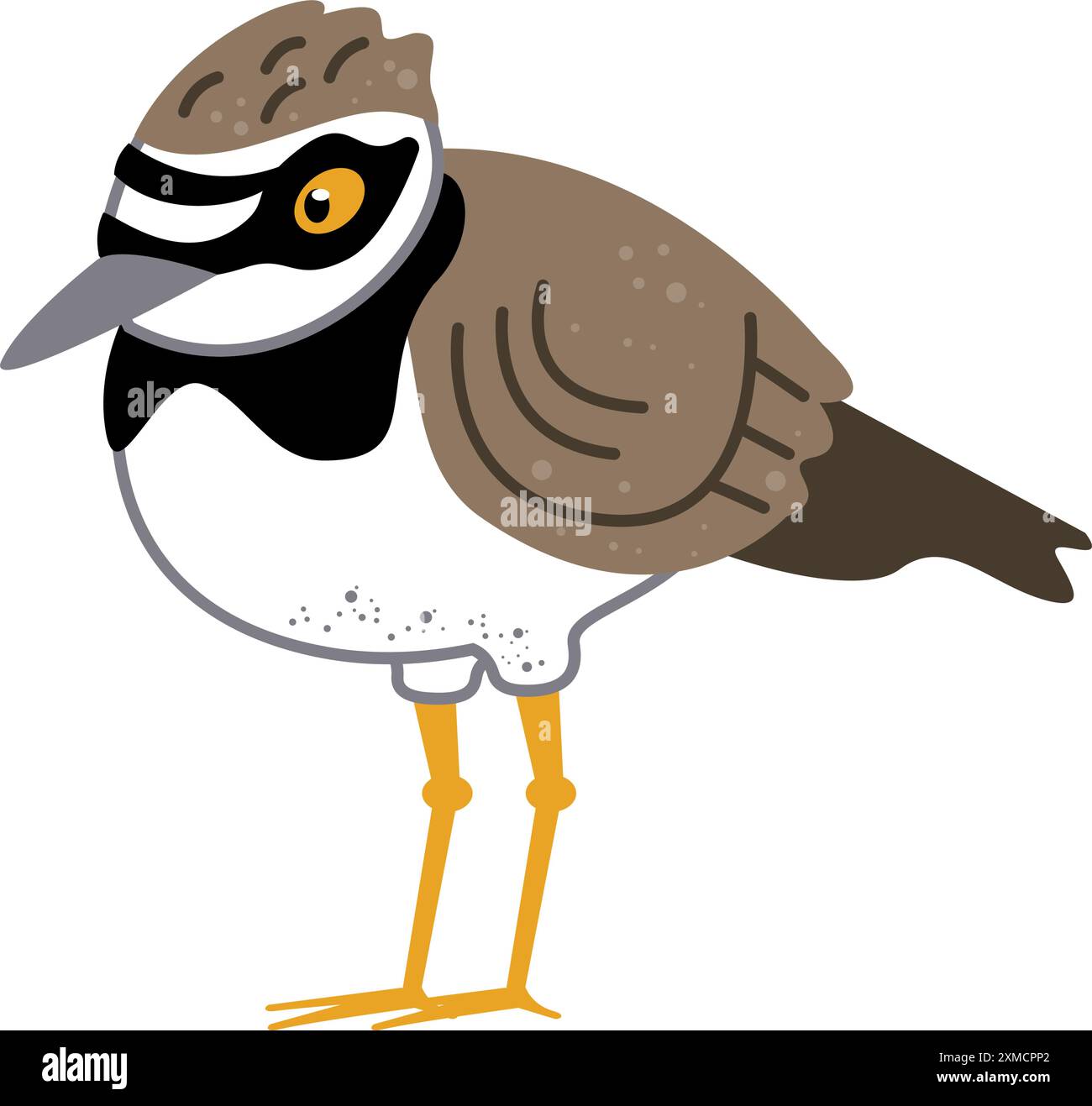sandpiper cartoon shorebird Stock Vector Image & Art - Alamy
