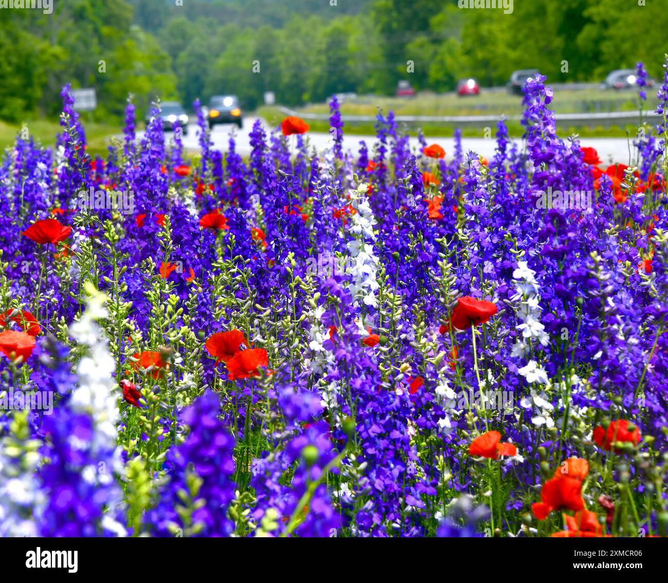 Larkspur and Poppies bloom along a North Carolina interstate. Cars can ...