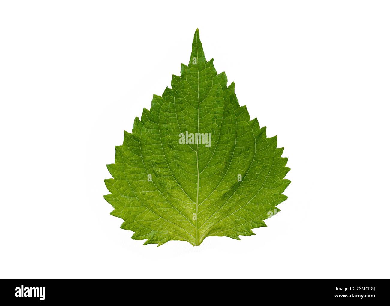 Fresh Green Oba leaf isolated on white background Stock Photo - Alamy