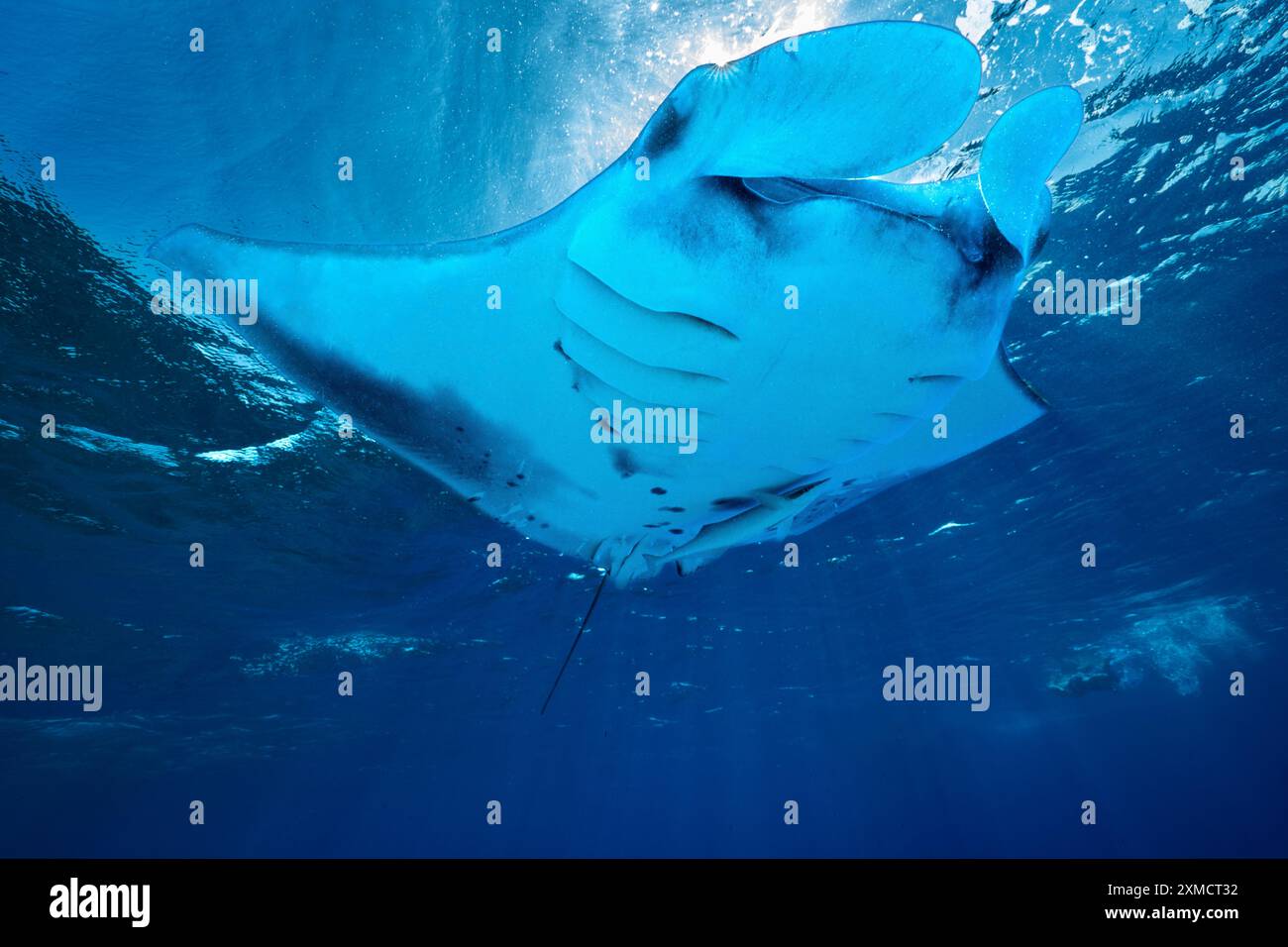 Close manta ray encounters in the mayotte lagoon Indian Ocean Stock ...