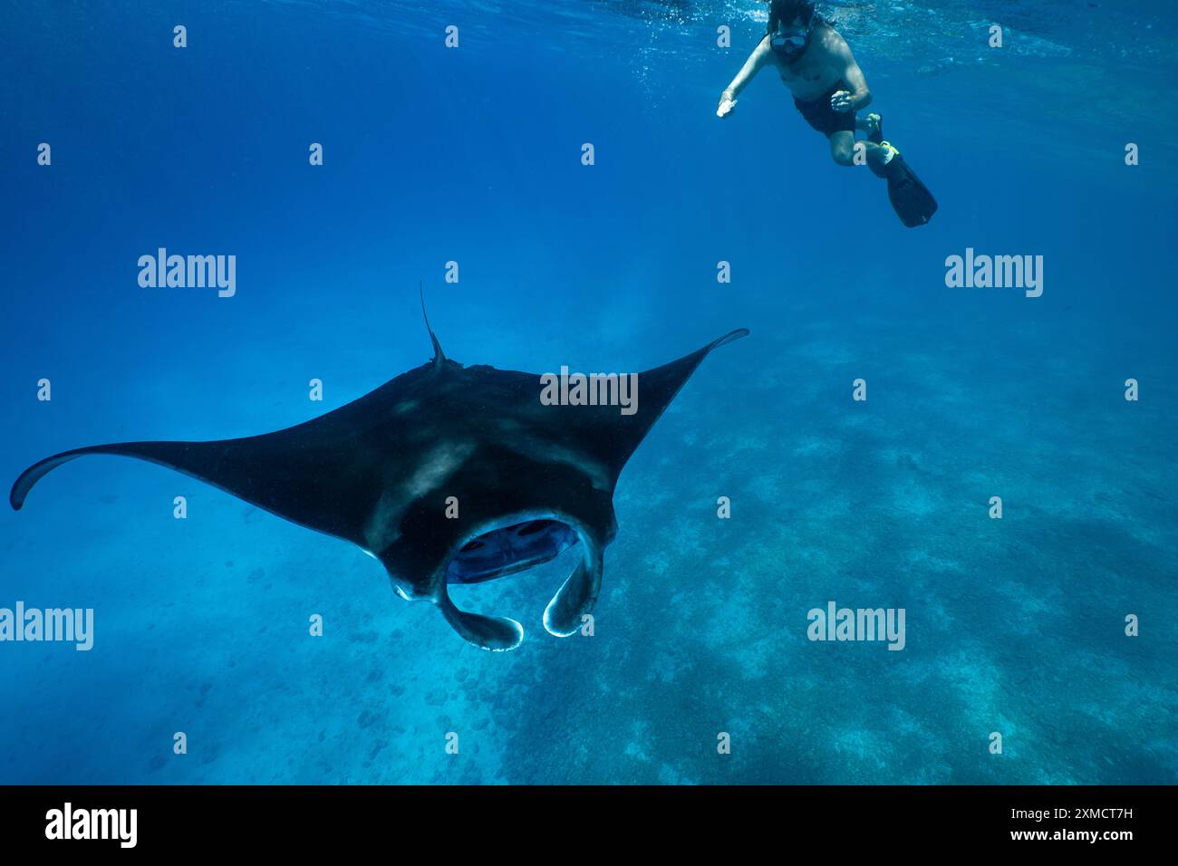 Endangered biodiversity of mayotte hi-res stock photography and images ...