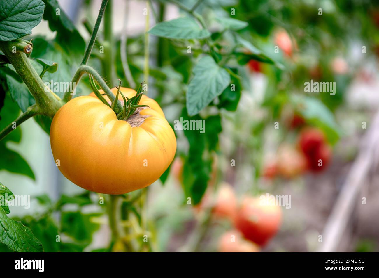 Tomato plant leaves yellow hi-res stock photography and images - Alamy