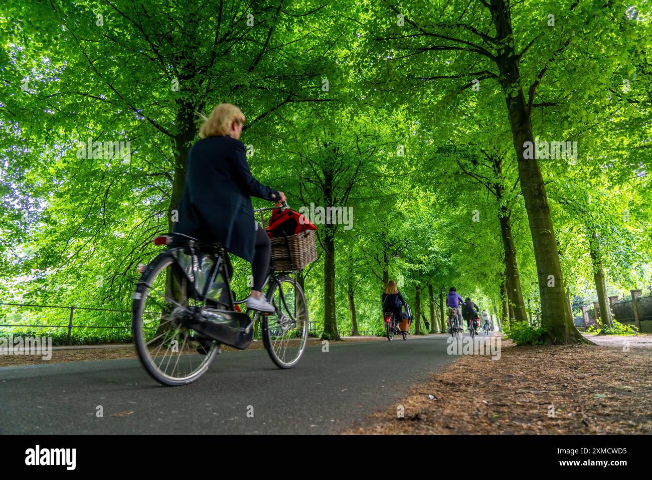 Promenade cycle path, tree-lined, car-free, approximately 4.5 km long ...
