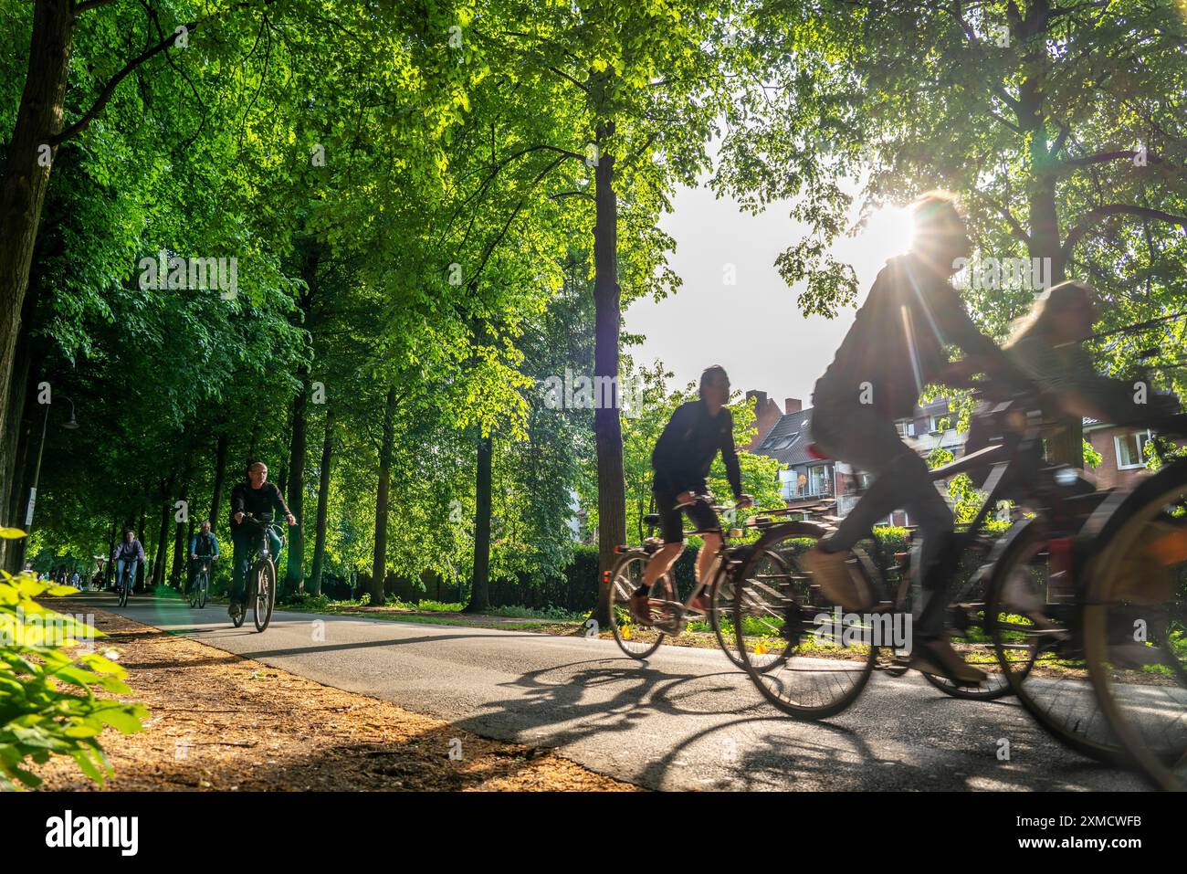 Promenade cycle path, tree-lined, car-free, approximately 4.5 km long ...