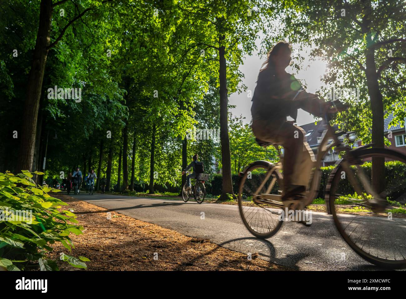 Promenade cycle path, tree-lined, car-free, approximately 4.5 km long ...