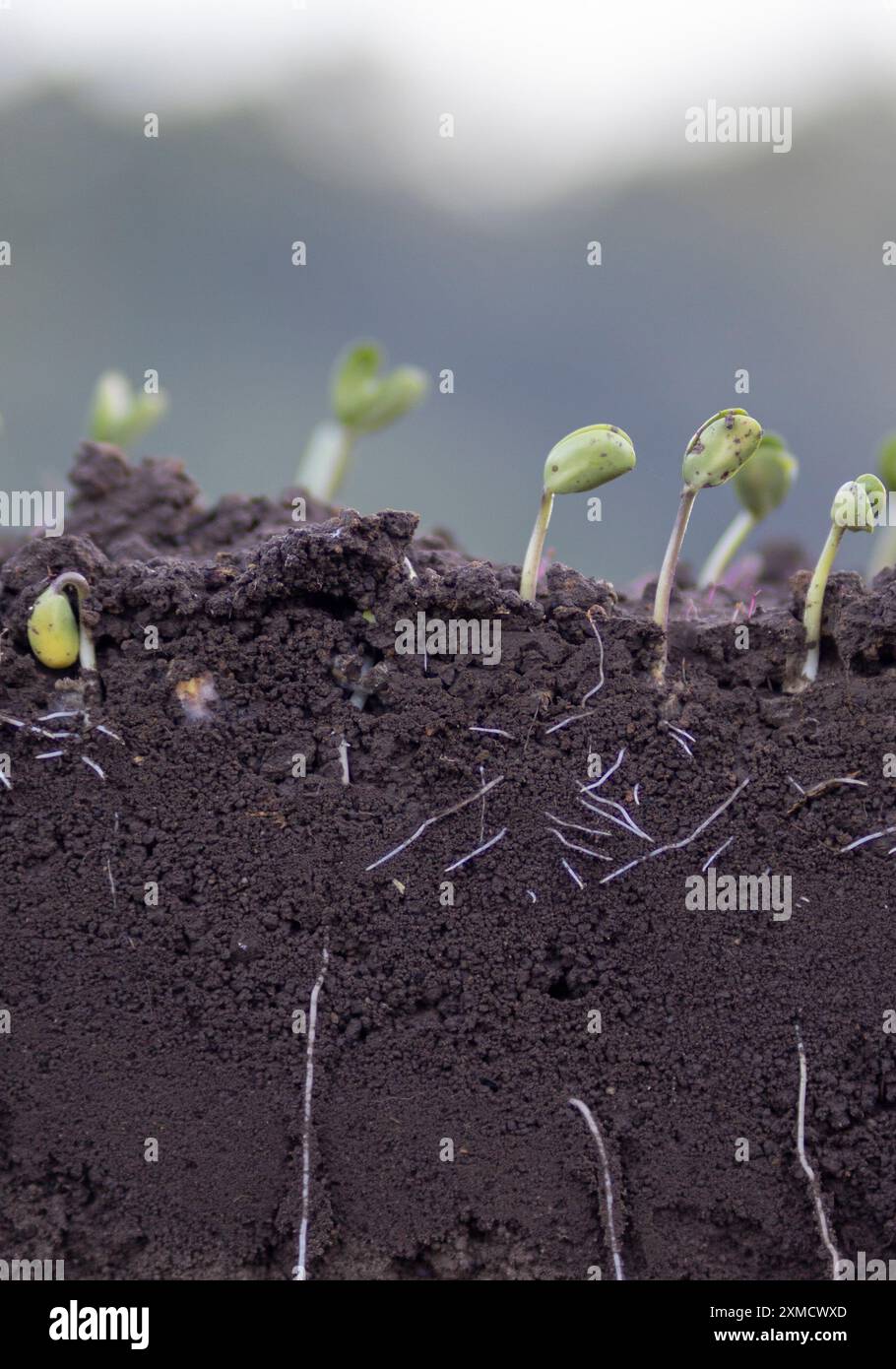 Young soybean plants with roots in the soil Stock Photo - Alamy