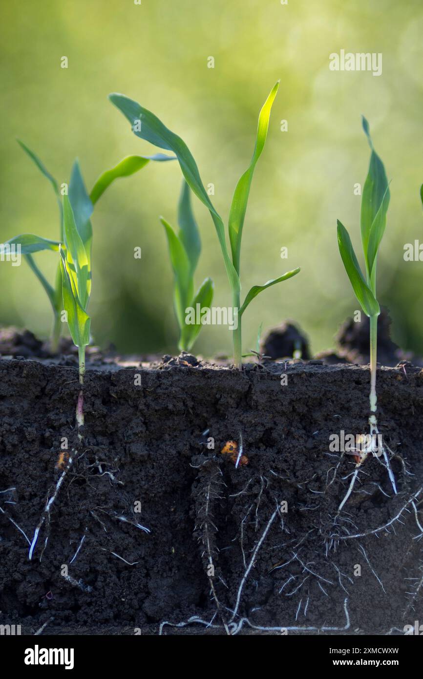 Young corn plants with roots in the soil Stock Photo - Alamy