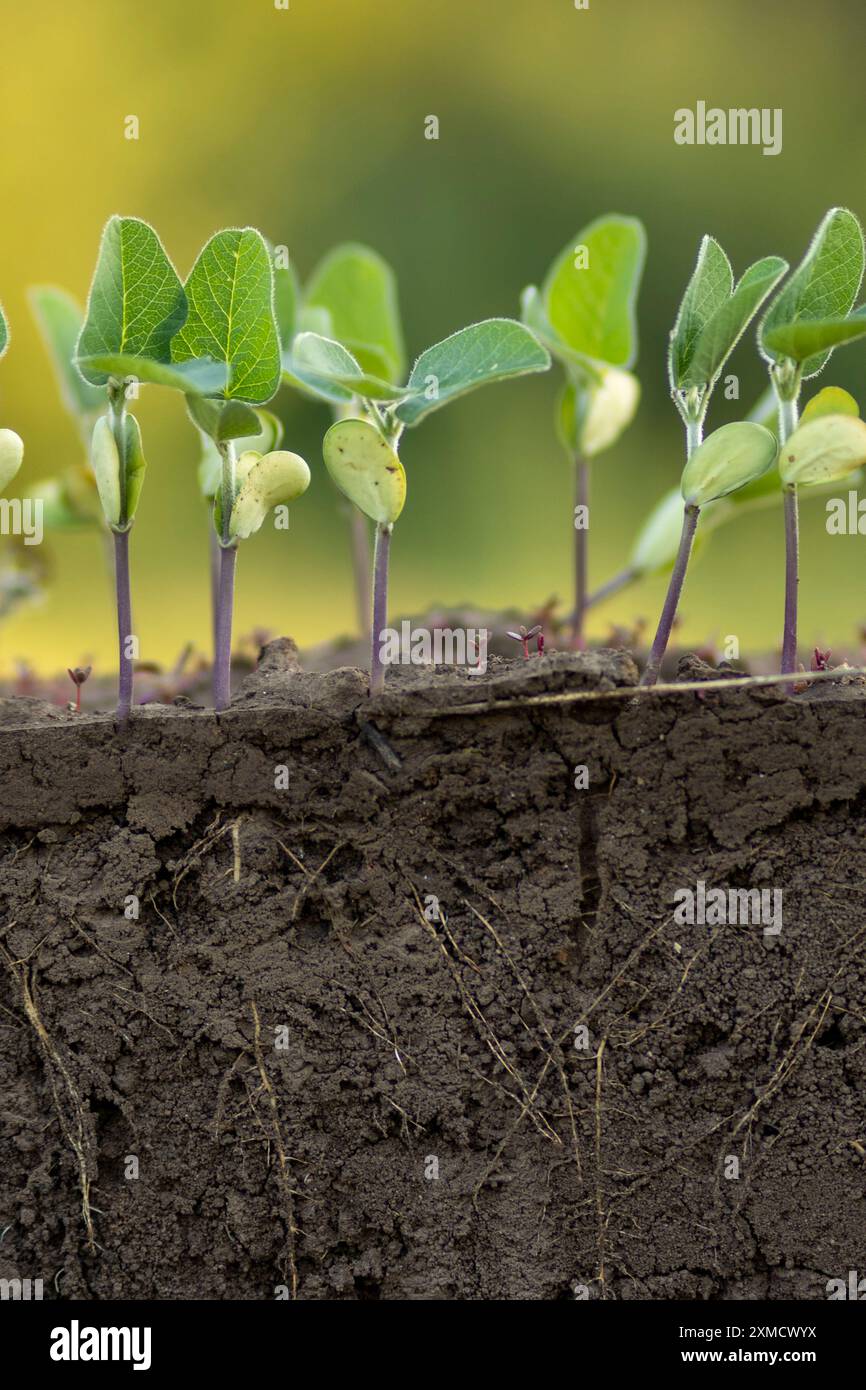 Young soybean plants with roots in a row Stock Photo - Alamy