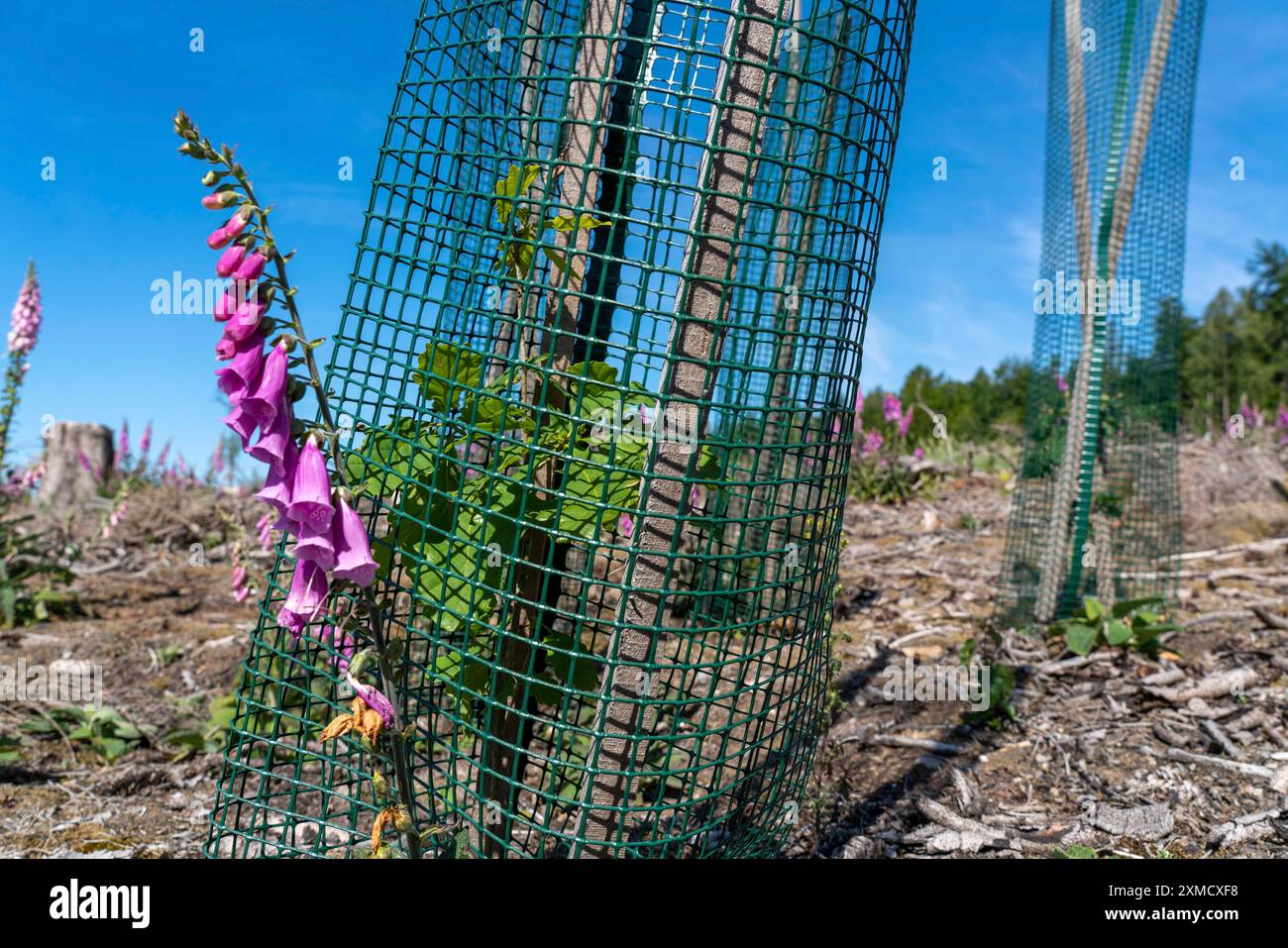Reforestation in the Arnsberg Forest near Freienohl, Soest district ...