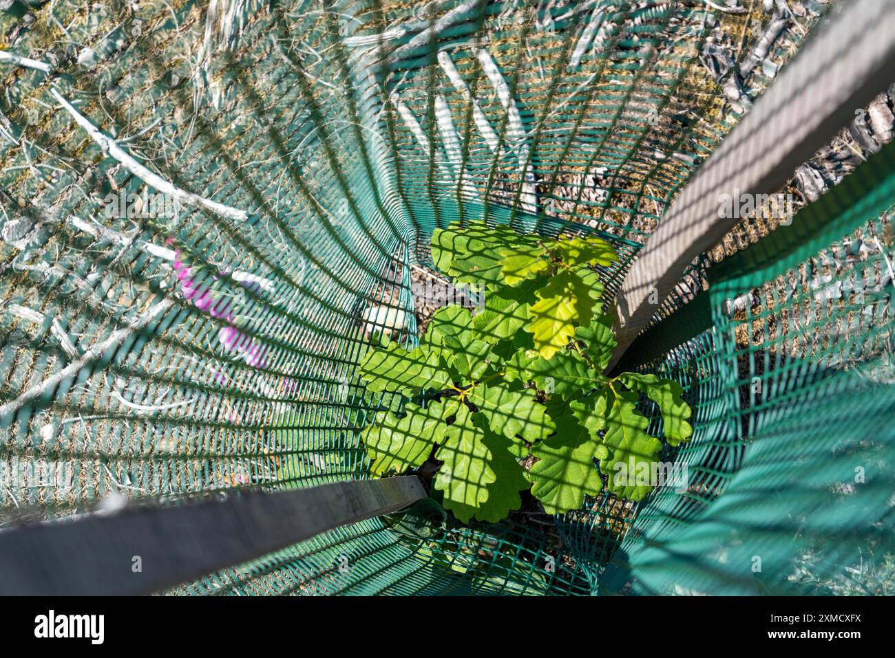 Reforestation in the Arnsberg Forest near Freienohl, Soest district ...