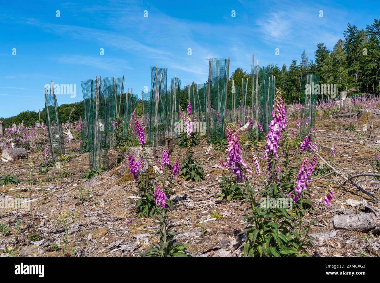 Reforestation in the Arnsberg Forest near Freienohl, Soest district ...
