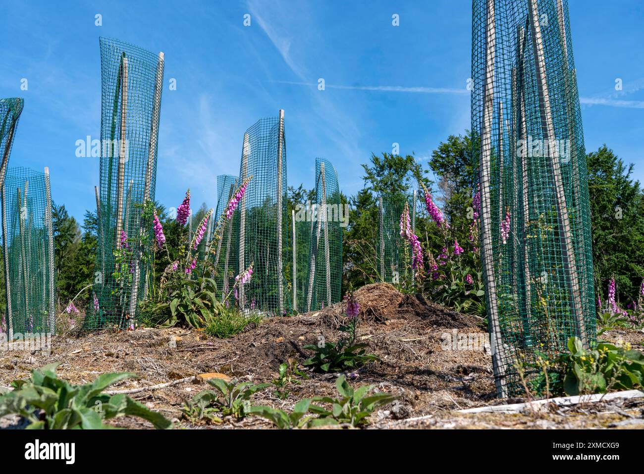 Reforestation in the Arnsberg Forest near Freienohl, Soest district ...
