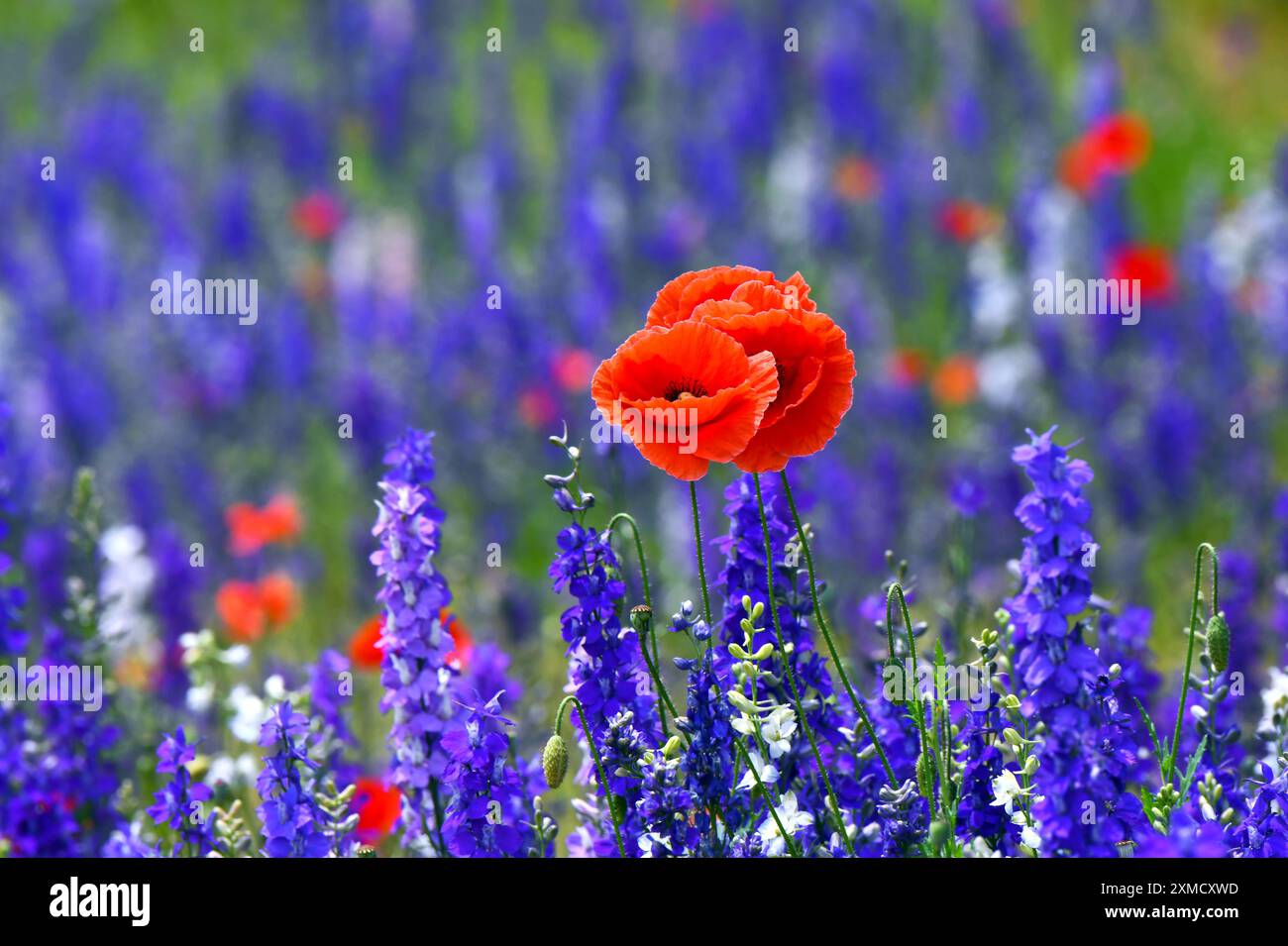 Purple poppy blossoms in field hi-res stock photography and images - Alamy