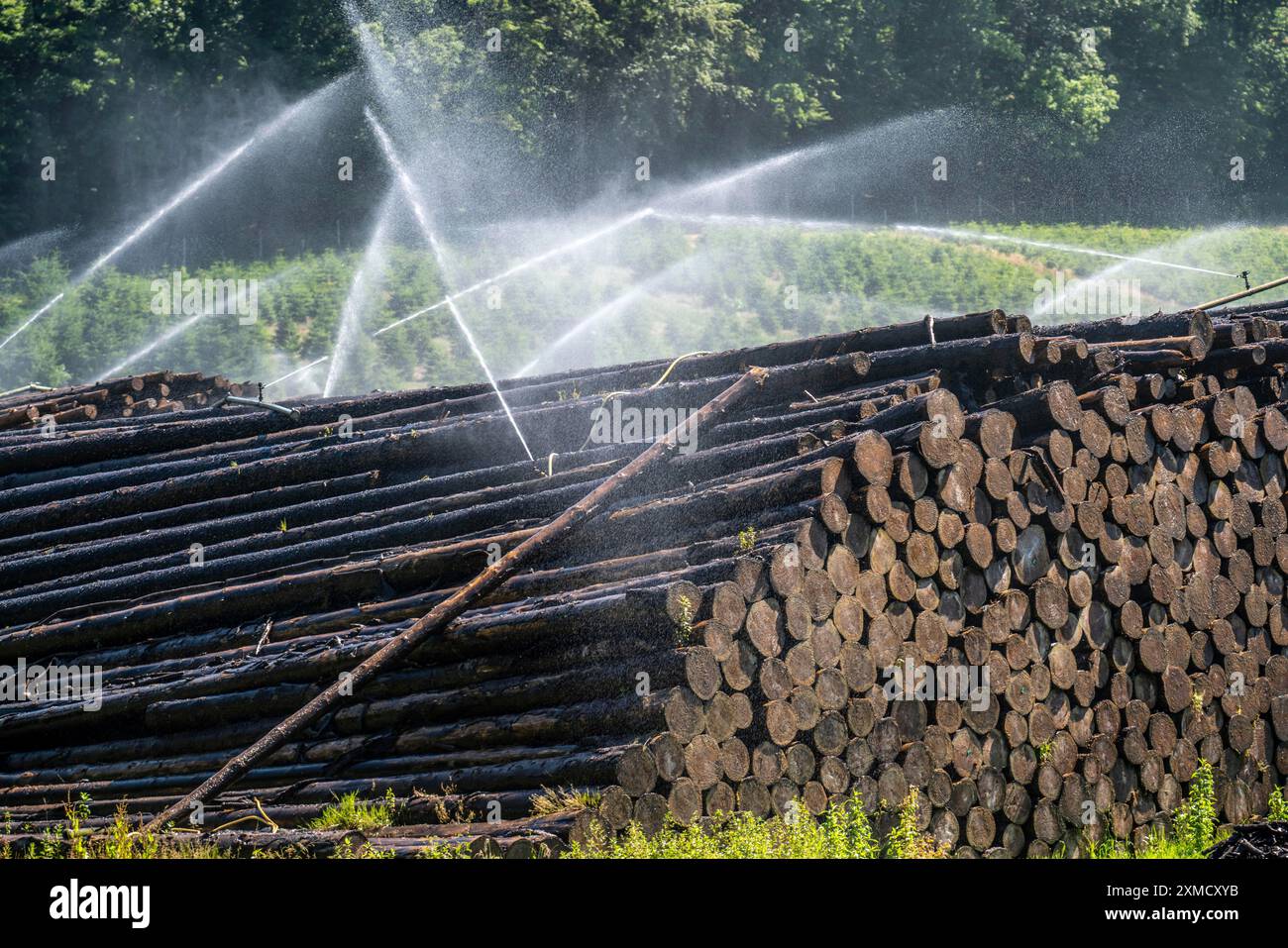 Wet wood storage of a sawmill, timber that is stored longer is ...