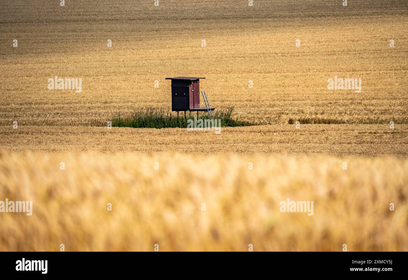 High stand for hunters, in a grain field Stock Photo - Alamy
