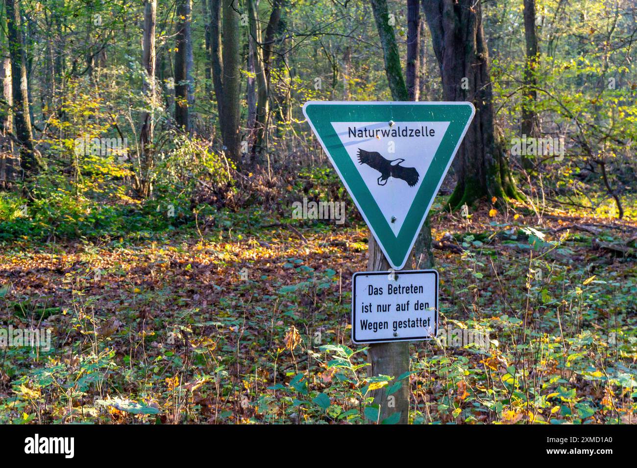 Natural forest cell, Ueberanger Mark forest, near Duesseldorf ...