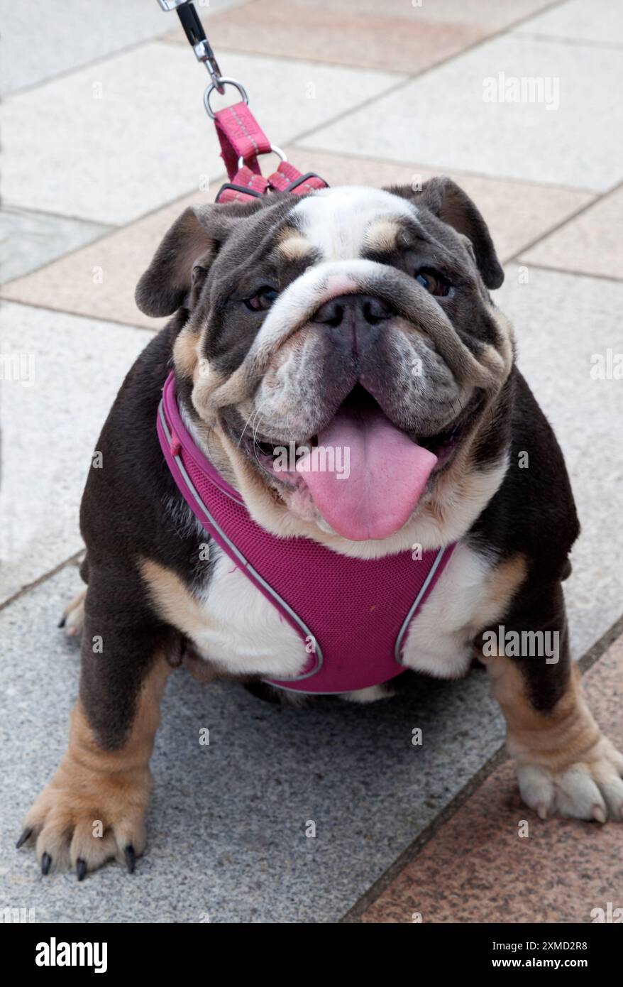 British dog breed hi-res stock photography and images - Alamy