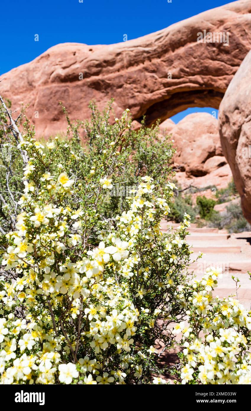 Spring flowers blooming along the trail to Double Arch in Arches ...