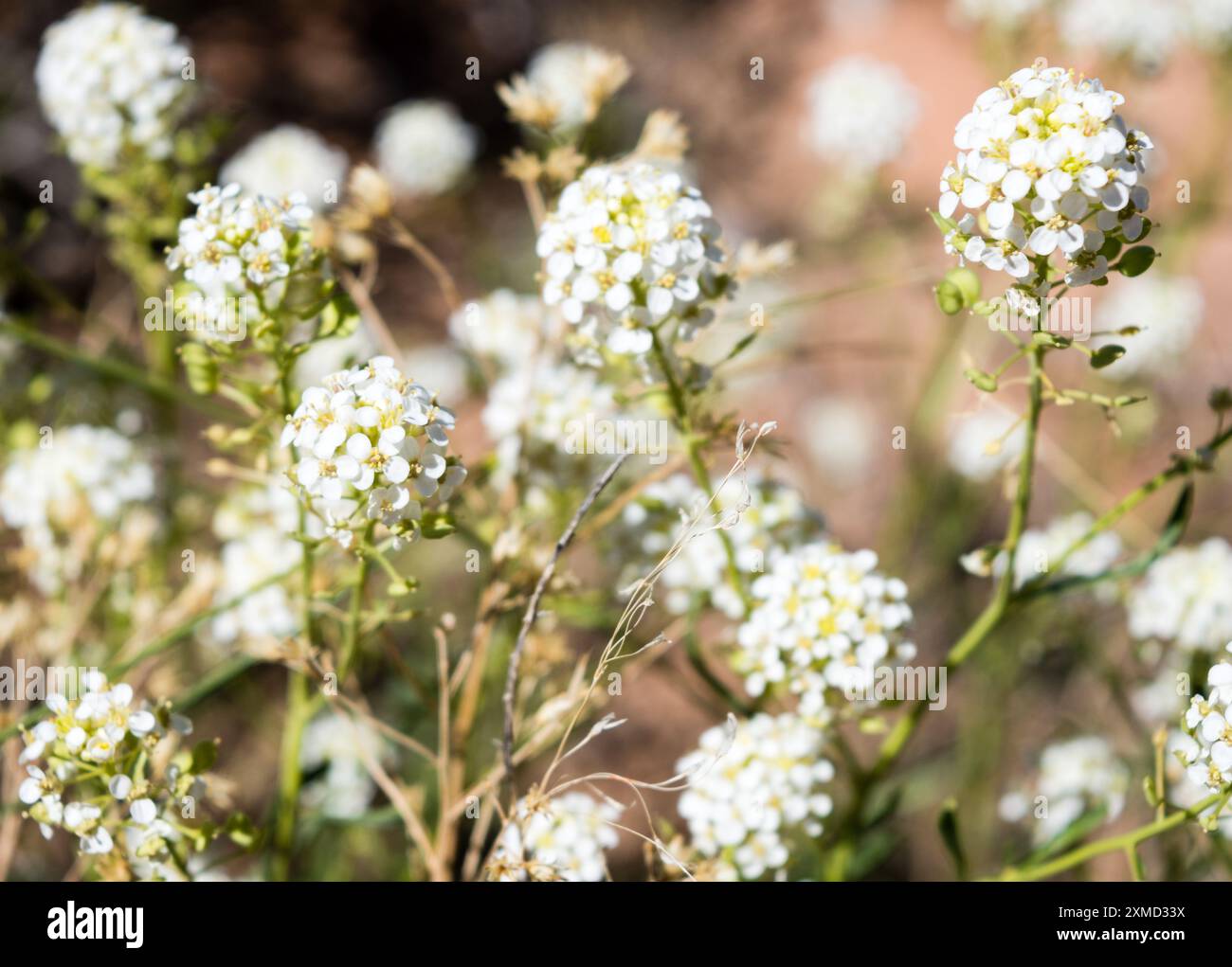 Mountain pepperweed blooming in Arches National Park - Moab, Utah, USA ...