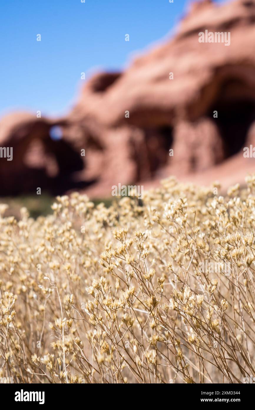 Native wildflowers along the trail to Double Arch in Arches National ...