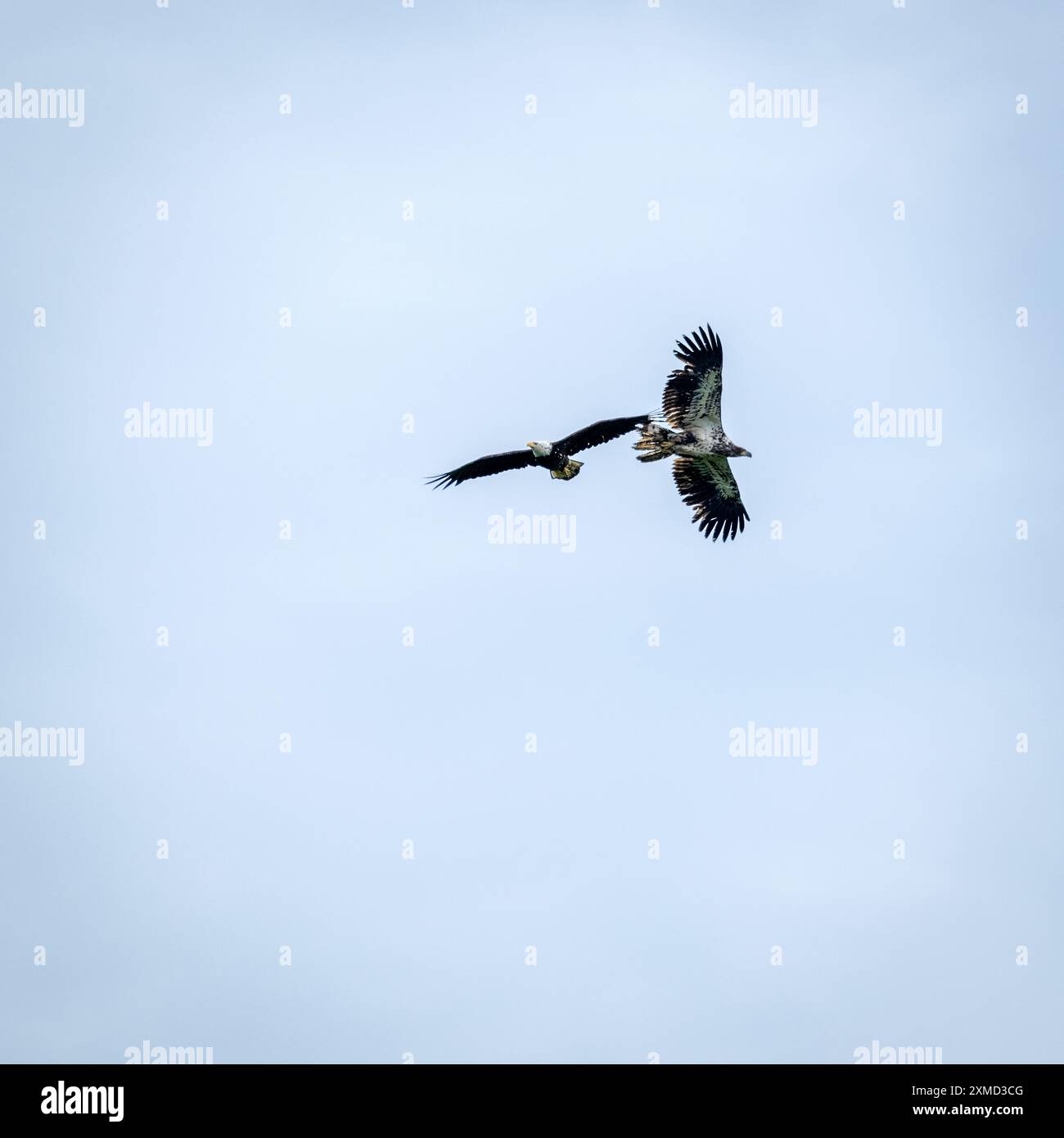 Eagles in the sky hi-res stock photography and images - Alamy