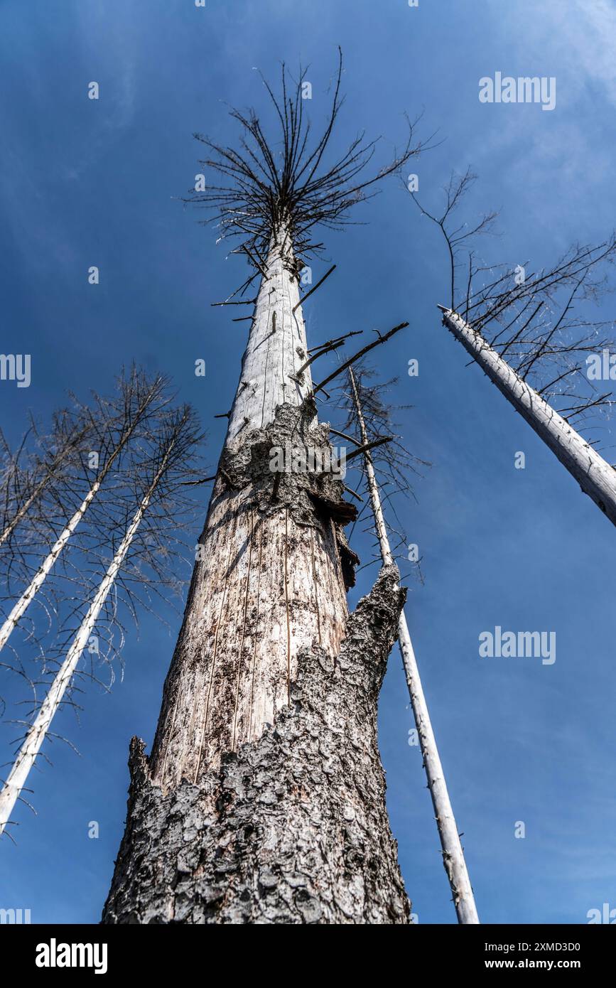Dead spruce trees in the Arnsberg forest near Hirschberg, Soest ...