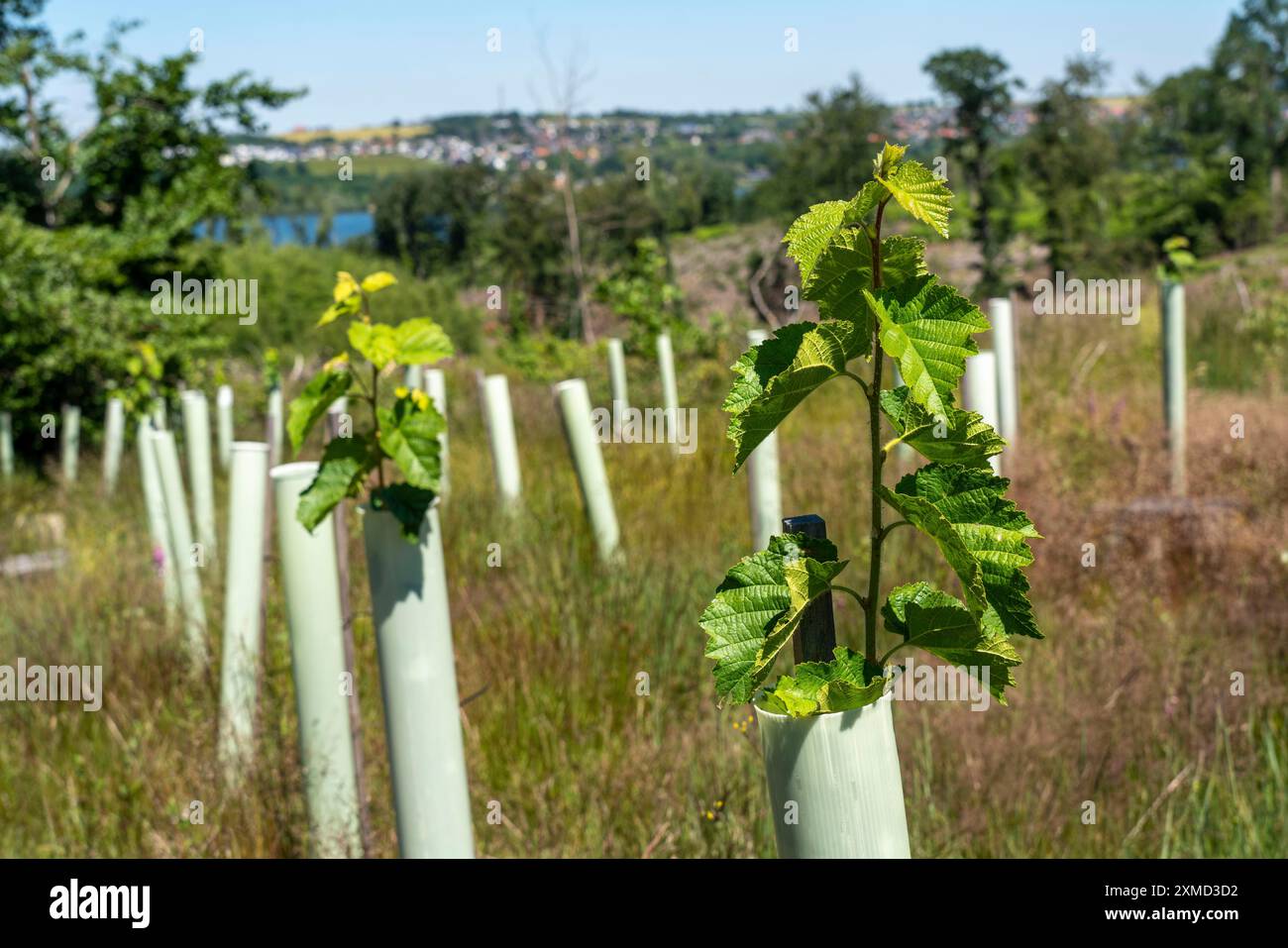 Reforestation in the Arnsberg forest above the Möhnesee, Soest district ...