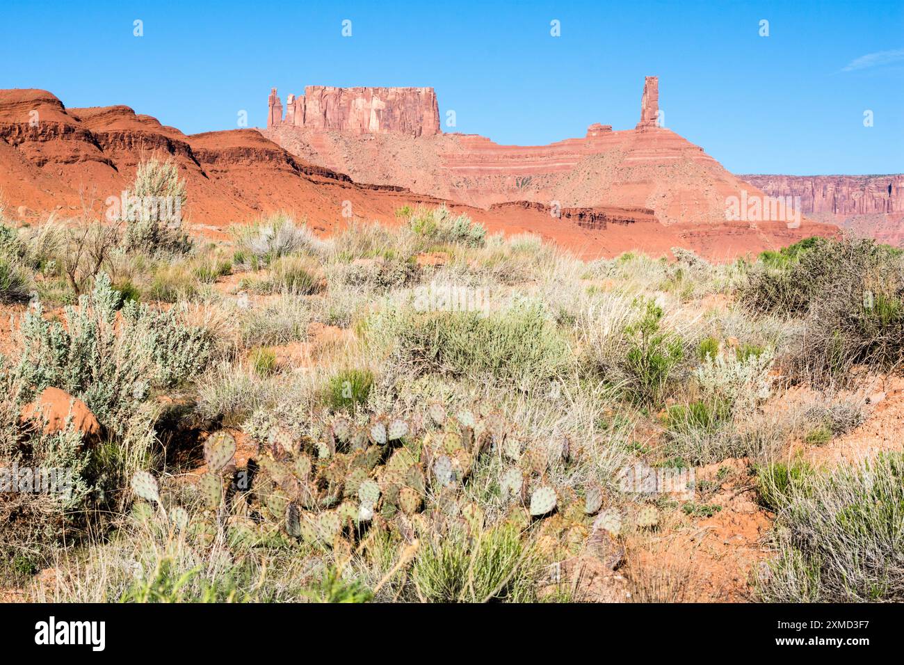 Cacti rock formation landscape hi-res stock photography and images - Alamy
